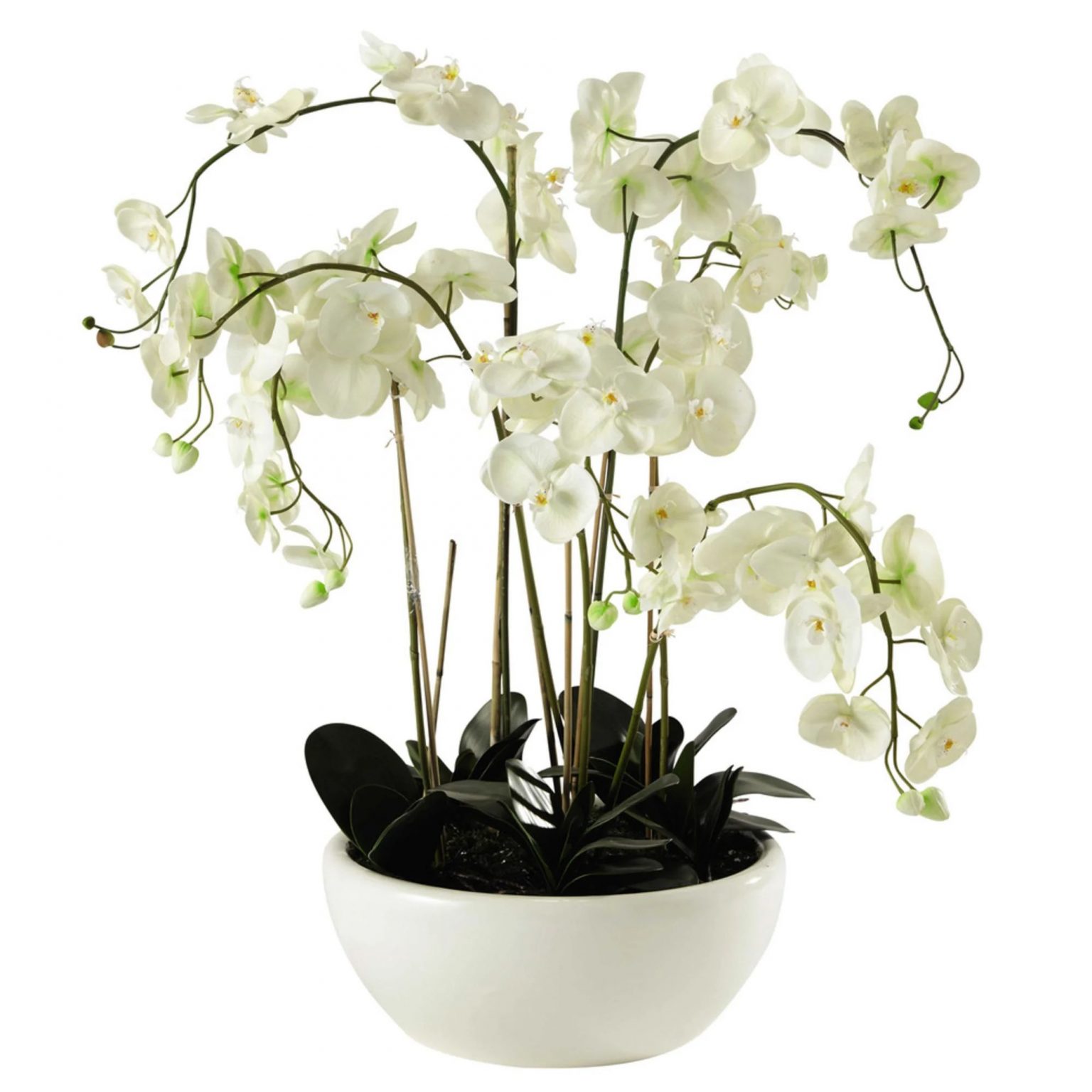 Orchidée six tiges - Amaryllis Fleurs Interflora Paris 15ème
